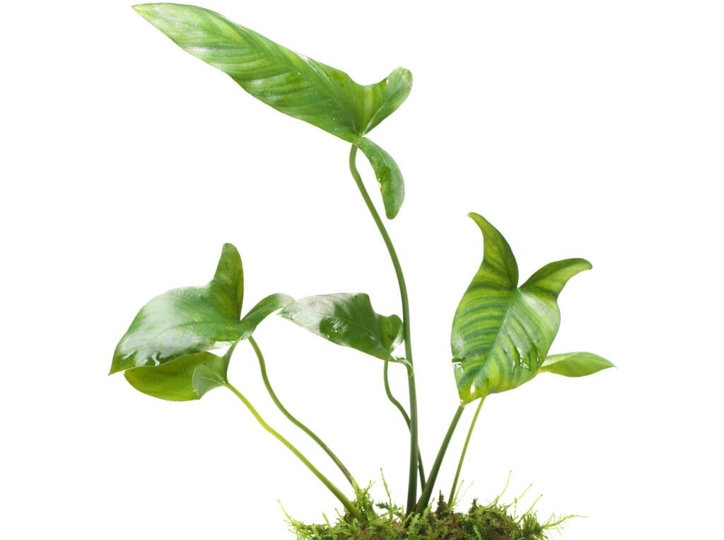 Anubias Types: A Detailed Overview for Aquarium Enthusiasts - Aquatikus ...
