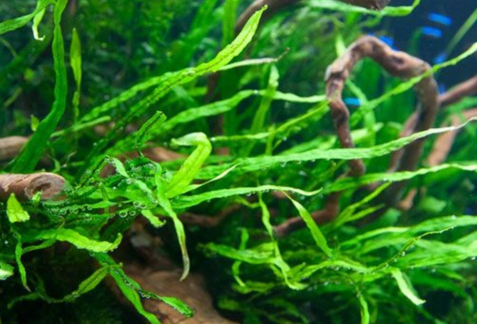 Exploring Java Fern Types: A Comprehensive Guide for Aquarium ...