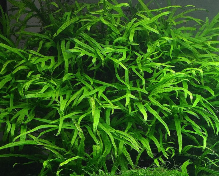 Exploring Java Fern Types: A Comprehensive Guide for Aquarium ...