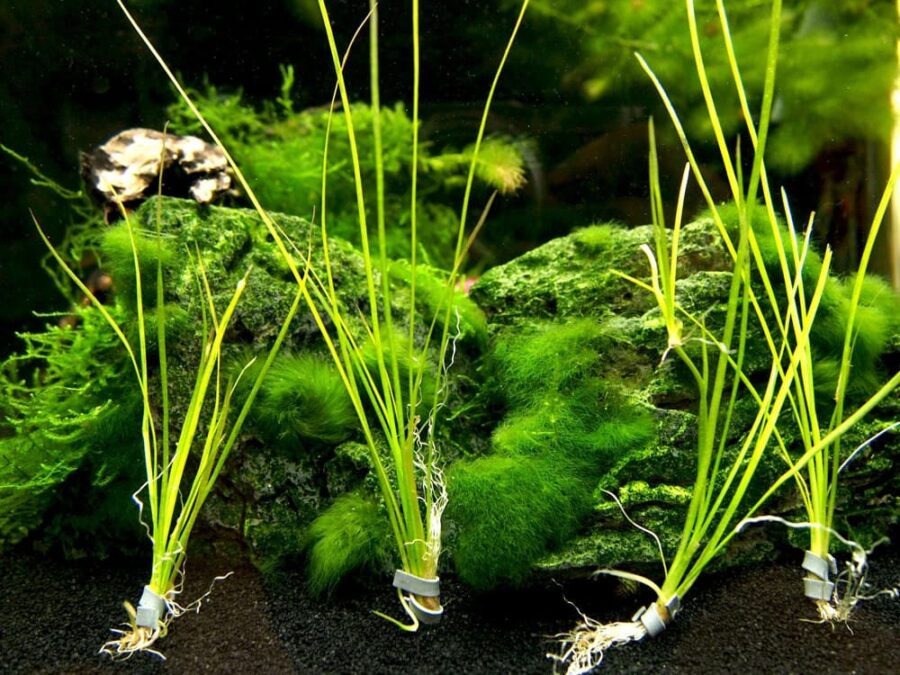 Vallisneria Types: A Detailed Overview for Aquarium Enthusiasts ...