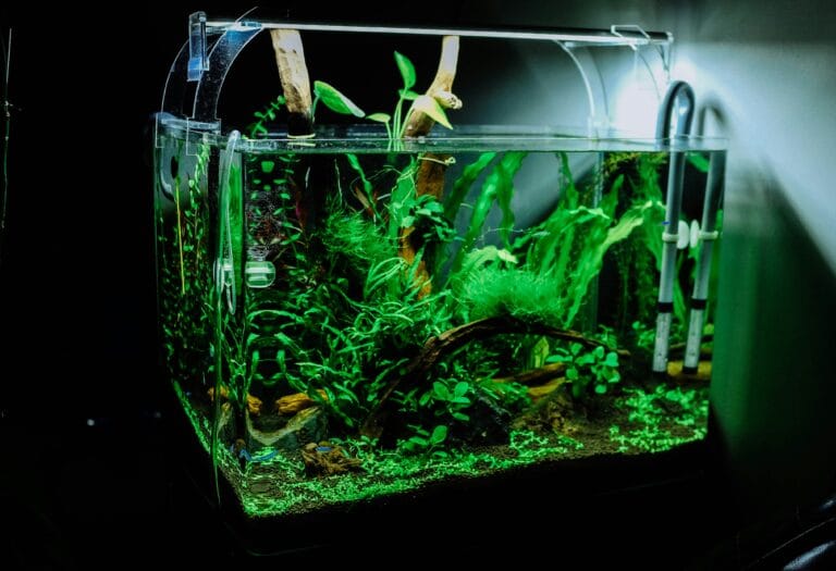 How to Set Up Your First Fish Tank: A Complete Beginner's Guide ...