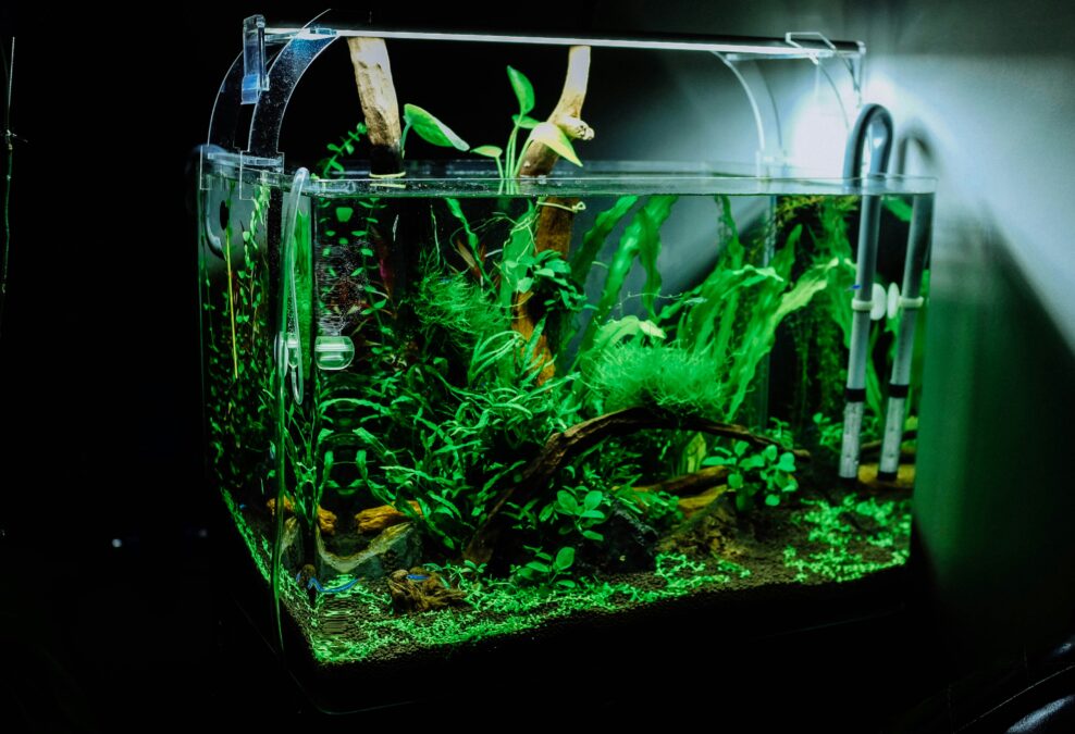 How to Set Up Your First Fish Tank: A Complete Beginner's Guide ...