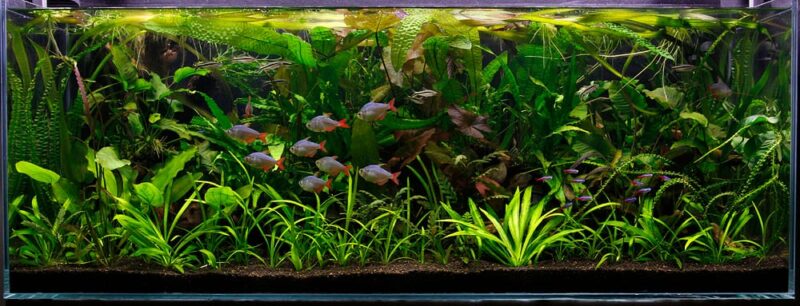 How to Set Up Your First Fish Tank: A Complete Beginner's Guide ...