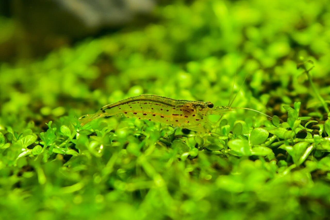 How to Care for Freshwater Shrimp: Tank Setup, Parameters, and Tips ...