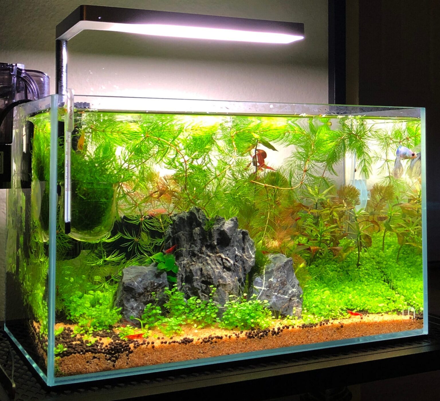 How to Care for Freshwater Shrimp: Tank Setup, Parameters, and Tips ...